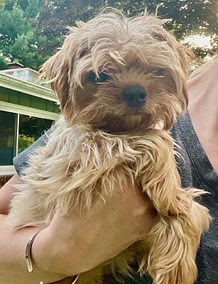 Clarkston, MI - Yorkie, Yorkshire Terrier. Meet Sophie a Pet for ...