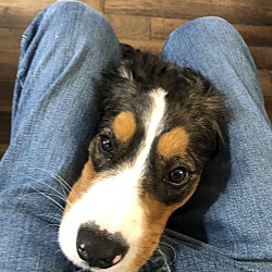 Street, MD - Bernese Mountain Dog/Cavalier King Charles Spaniel. Meet ...