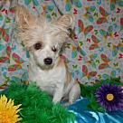 Maltere Puppies - Maltese Rescue and Adoption Near You