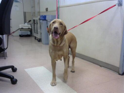 San Jose, CA - Labrador Retriever. Meet BUTTERSCOTCH a Pet for Adoption ...