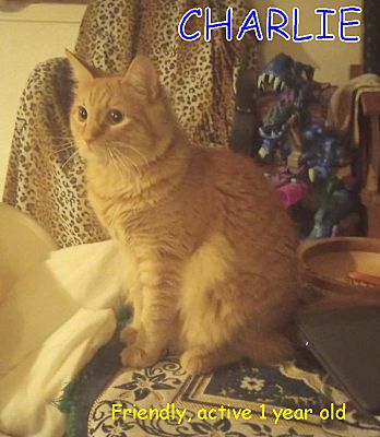 Jerome, ID - Maine Coon. Meet CHARLIE a Pet for Adoption - AdoptaPet.com