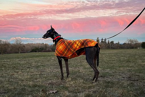 Seattle, WA - Greyhound. Meet Dandy a Pet for Adoption - AdoptaPet.com