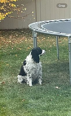 Meridian, ID - English Springer Spaniel. Meet Lilly a Pet for Adoption ...