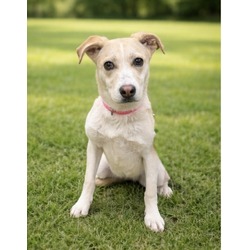 Cookeville, TN - Feist/Husky. Meet *DUNKER* a Pet for Adoption ...