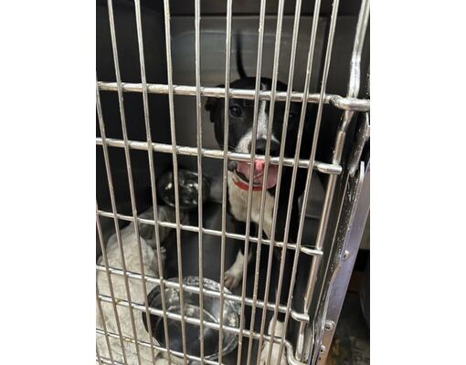 Baton Rouge, LA - American Pit Bull Terrier/Mixed Breed (Medium). Meet ...