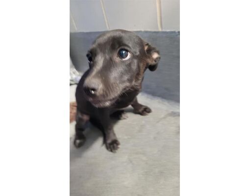 San Antonio, TX - Catahoula Leopard Dog. Meet LILY a Pet for Adoption ...