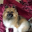 Pomeranian Puppies - Pomeranian Rescue and Adoption Near You