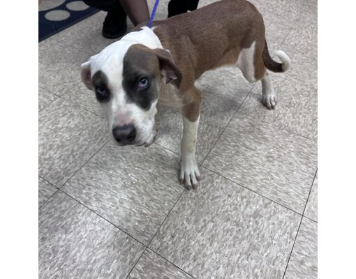 Birmingham, AL - American Pit Bull Terrier. Meet Bombpop a Pet for ...