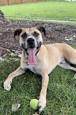 Fargo, ND - Great Dane. Meet Mickey a Pet for Adoption - AdoptaPet.com