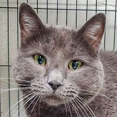 Huntley, IL - Russian Blue. Meet Sergei a Pet for Adoption - AdoptaPet.com