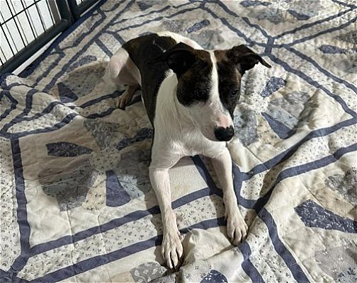 Union Beach, NJ - Rat Terrier/Jack Russell Terrier. Meet Maybelline a ...