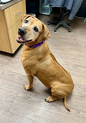 Gillette, WY - Rhodesian Ridgeback. Meet Georgia a Pet for Adoption ...