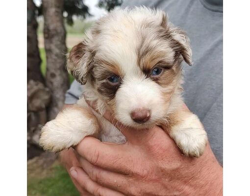 Maple Grove, MN - Australian Shepherd. Meet Hermes a Pet for Adoption ...