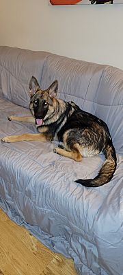 Waterbury, CT - German Shepherd Dog. Meet Layla a Pet for Adoption ...
