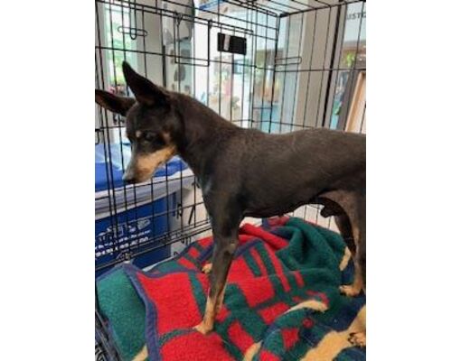 Chatsworth, CA - Miniature Pinscher. Meet NOSEE a Pet for Adoption ...