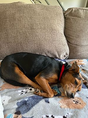 Southampton, PA - Feist/Jack Russell Terrier. Meet BROWN EYED GIRL ...