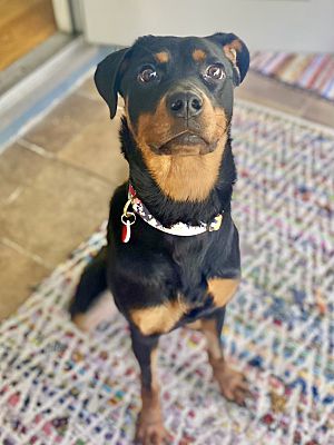 Los Angeles, CA - Rottweiler. Meet Beanie Baby a Pet for Adoption ...