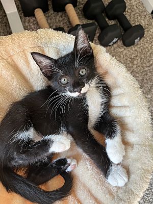 Grand Prairie, TX - Domestic Mediumhair. Meet Stache a Pet for Adoption ...