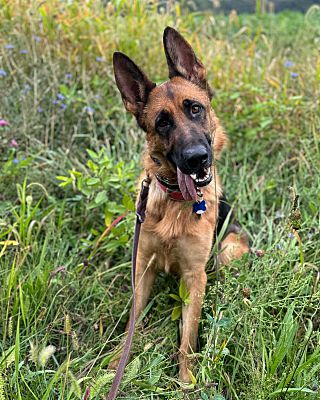 Nashville, TN - German Shepherd Dog. Meet Lorelle (FOSTERED IN MD) a ...