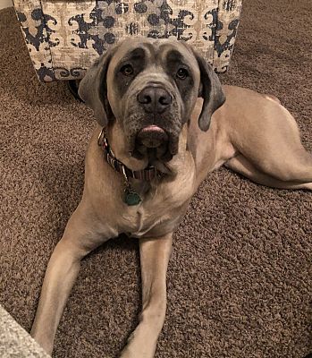 Oregon City, OR - Cane Corso. Meet Corsa a Pet for Adoption - AdoptaPet.com