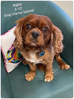 St. George, UT - Cavalier King Charles Spaniel. Meet Rigley a Pet for ...