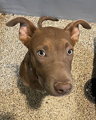 Incline Village, NV - Weimaraner/Doberman Pinscher. Meet Luke a Pet for ...