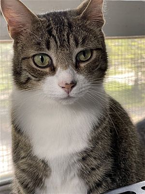 Markham, ON - Domestic Shorthair. Meet Theodore a Pet for Adoption ...
