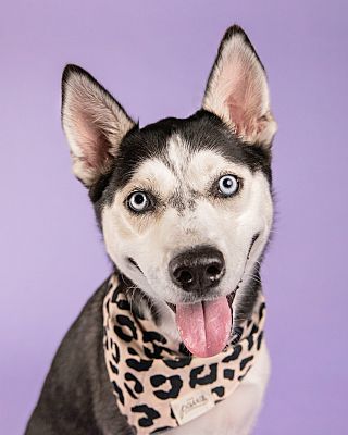 Houston, TX - Siberian Husky. Meet Indigo a Pet for Adoption ...