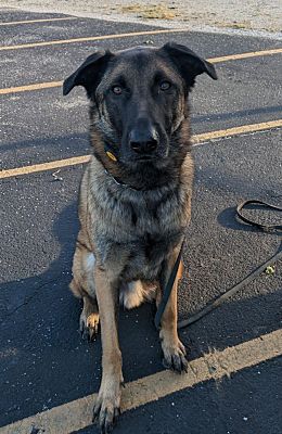 Merrillville, IN - German Shepherd Dog/Belgian Malinois. Meet Voight a ...