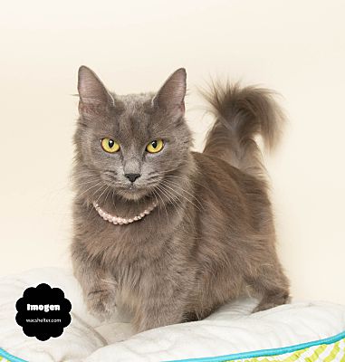 Wyandotte, MI - Domestic Longhair. Meet IMOGEN ( Perfect Cat) a Pet for ...