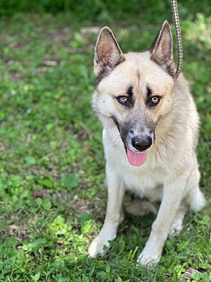 Horn Lake, MS - German Shepherd Dog/Husky. Meet Balto a Pet for ...