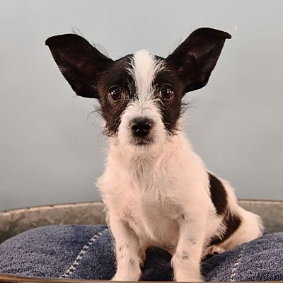 Sheridan, CO - Boston Terrier/Yorkie, Yorkshire Terrier. Meet Brave ...