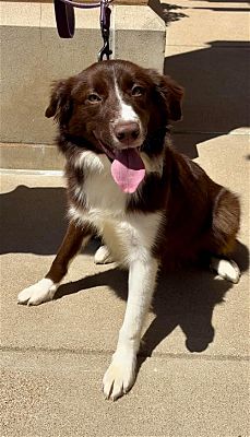Fenton, MO - Border Collie. Meet Dolly a Pet for Adoption - AdoptaPet.com