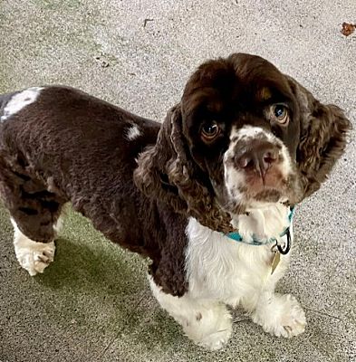 Ellijay, GA - Cocker Spaniel. Meet McCoy a Pet for Adoption - AdoptaPet.com