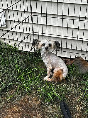Gloucester, VA - Yorkie, Yorkshire Terrier/Papillon. Meet Taffy a Pet ...