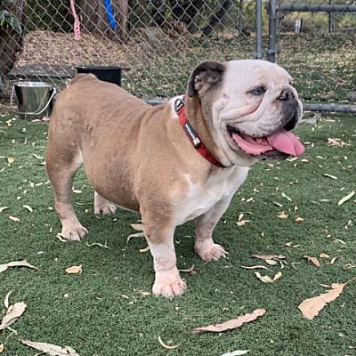 San Pablo, CA - English Bulldog. Meet Willis a Pet for Adoption ...
