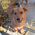 Corgi Puppies - Corgi Rescue and Adoption Near You