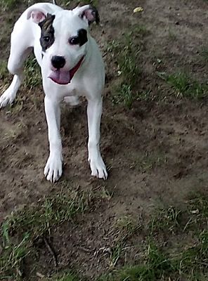 Portage, MI - American Pit Bull Terrier. Meet Bella a Pet for Adoption ...