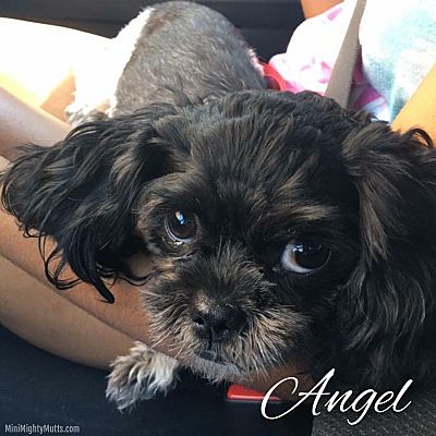 Phoenix, AZ - Shih Tzu/Cockapoo. Meet Angel a Pet for Adoption ...