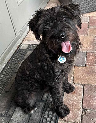 Sanford, FL - Standard Schnauzer/Terrier (Unknown Type, Medium). Meet ...