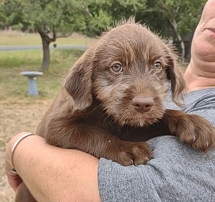 Boerne, TX - Wirehaired Pointing Griffon/Labrador Retriever. Meet ...