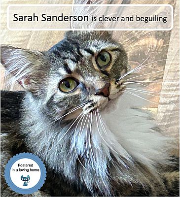 Cincinnati, OH - Domestic Mediumhair. Meet Sarah Sanderson a Pet for ...