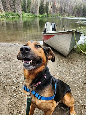Abbotsford, BC - German Shepherd Dog. Meet Ripley a Pet for Adoption ...
