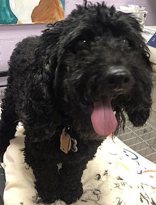 Oak Ridge, NJ - Cockapoo/Miniature Poodle. Meet Prince-a-Poo a Pet for ...