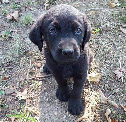 New York, NY - Labrador Retriever. Meet Gabriel **FOSTER Needed** a Pet ...