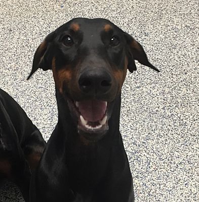 Golden, CO - Doberman Pinscher. Meet Puff a Pet for Adoption ...