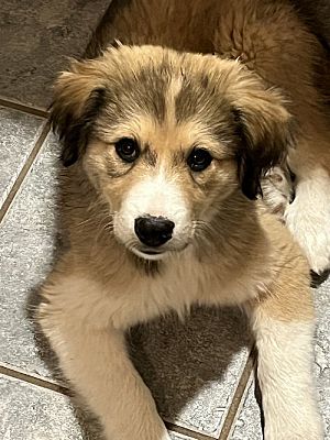 Denver, CO - Australian Shepherd/Great Pyrenees. Meet Ranger a Pet for ...