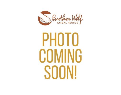 Asheville, NC - Domestic Shorthair. Meet Peesha a Pet for Adoption ...