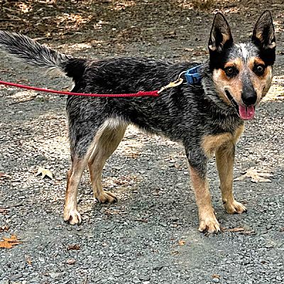 Troy, VA - Blue Heeler. Meet Bluey a Pet for Adoption - AdoptaPet.com
