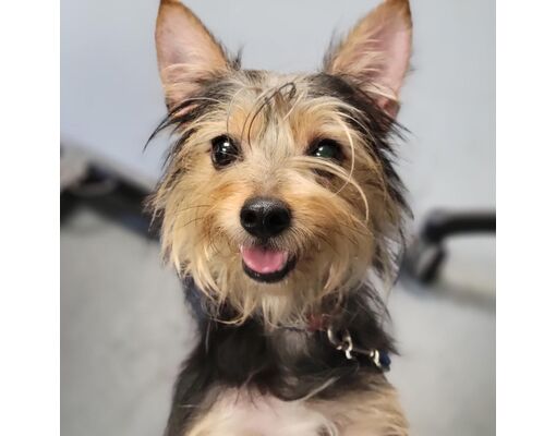 Sarasota, FL - Yorkie, Yorkshire Terrier. Meet Prima a Pet for Adoption ...